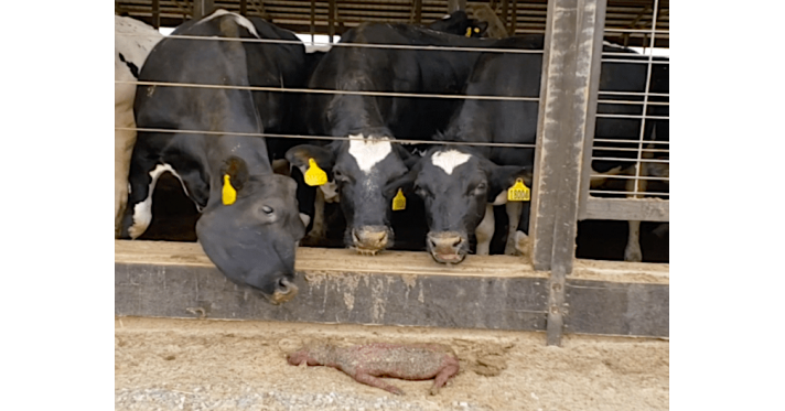 Mothers Disrupt Cows on Parade with March & Rally Against Fairlife ...