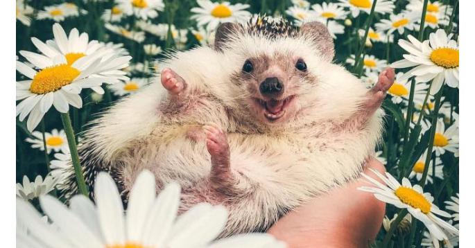 Precious and Poky: The Basics of Hedgehog Care From Exotic Animal ...