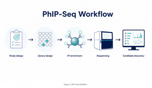 MtoZ Biolabs Launches PhIP-Seq Platform to Advance High-Throughput ...