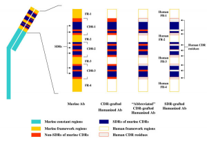 Creative Biolabs Updates Its Antibody Humanization Service to Further ...