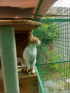 Barks and Meows Introduces Luxury Cat Boarding Services