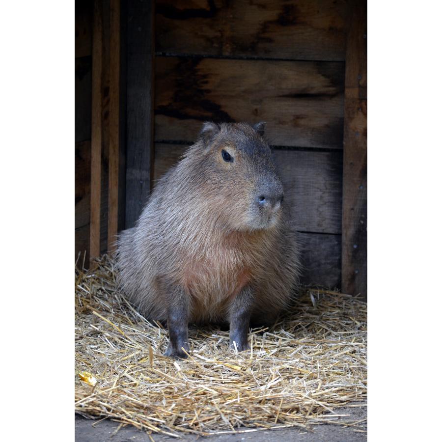 How to Take Care of a Capybara, With Insight From Pet Expert Tom ...